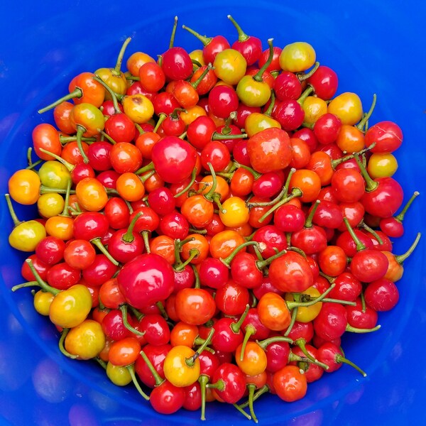 Live Red Pepper - Etsy