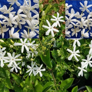 5 Juhi Indian Jasmine Cuttings Jasminum Auriculatum Mulai Jasmine Molle ...