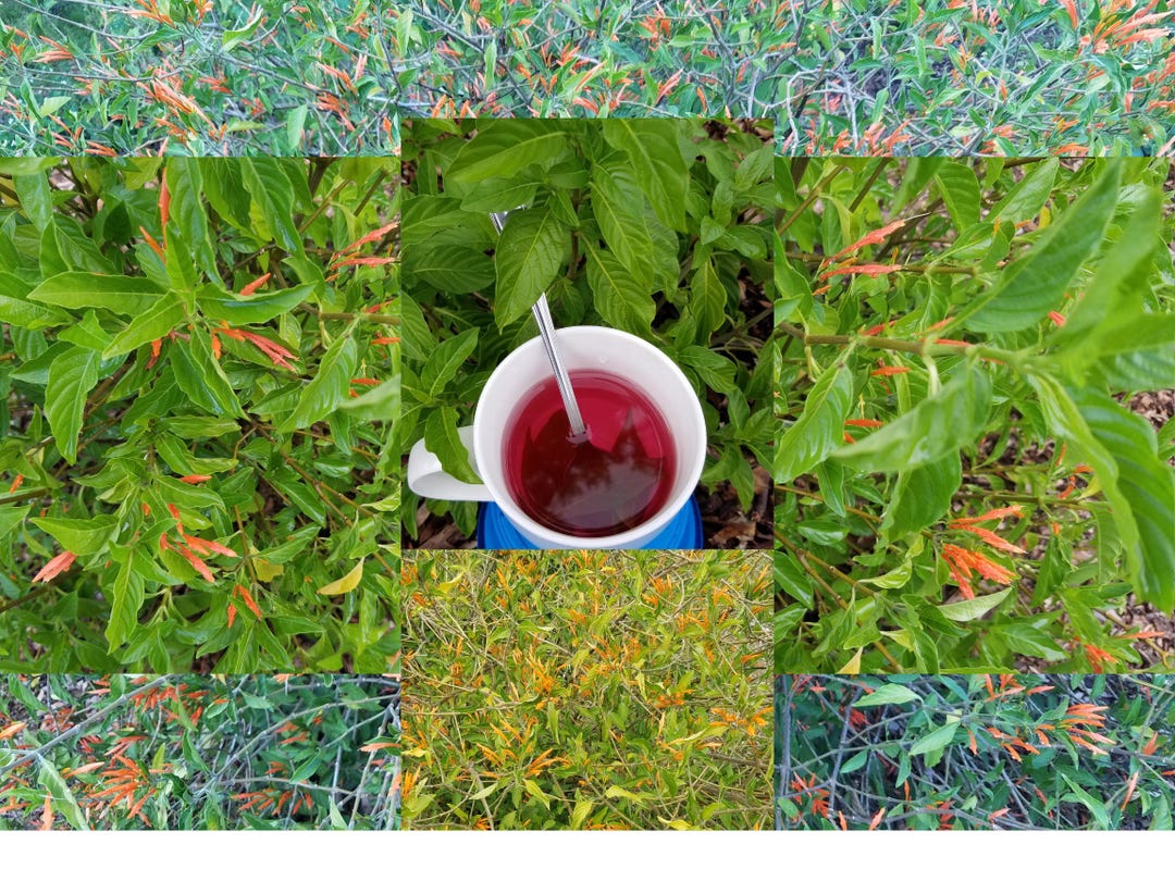 18 Justicia Spicigera Cuttings Muitle Muicle Traditional Herbal Plant ...