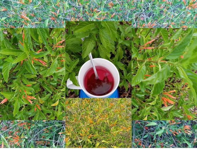 Justicia Spicigera Mexican Honeysuckle Firecracker Quart Plant - Etsy