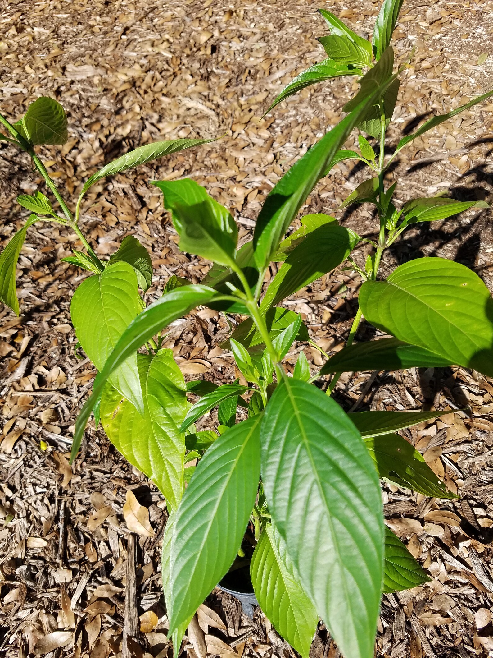 LIVE Justicia Spicigera Plant Aka Mexican Honeysuckle Muitle - Etsy