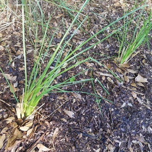 KUSA Sacred Kusha Bareroot Live Plant Desmostachya Bipinnata ...