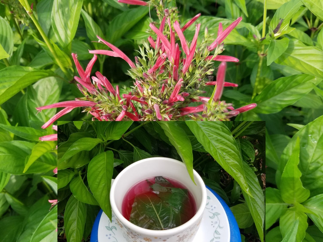 12 Justicia Cuttings Aka Mexican Honeysuckle Muitle MUICLE Ornamental ...