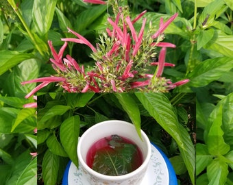 101 Fresh Leaves Justicia Spicigera Aka Mexican Honeysuckle Muitle ...
