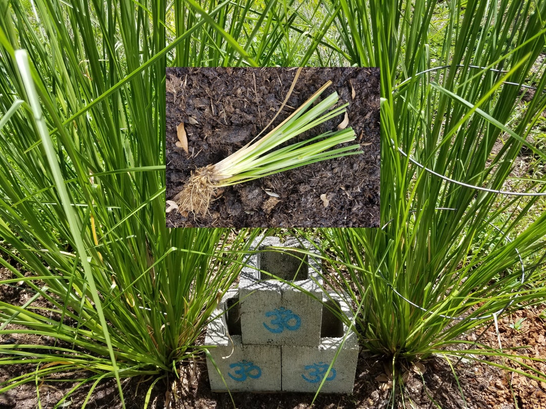 KUSA Sacred Kusha Bareroot Live Plant Desmostachya Bipinnata ...