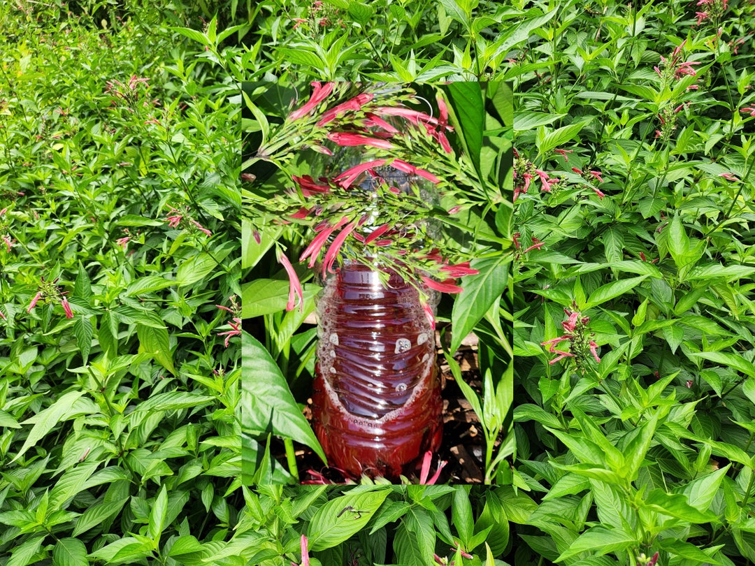 101 Fresh Leaves Justicia Spicigera Aka Mexican Honeysuckle Muitle ...