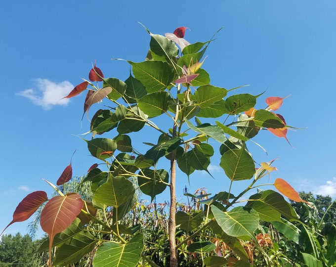PEEPAL Live Plant Aka Ashvattha Ficus Religiosa Bodhi Pippala Asvattha ...