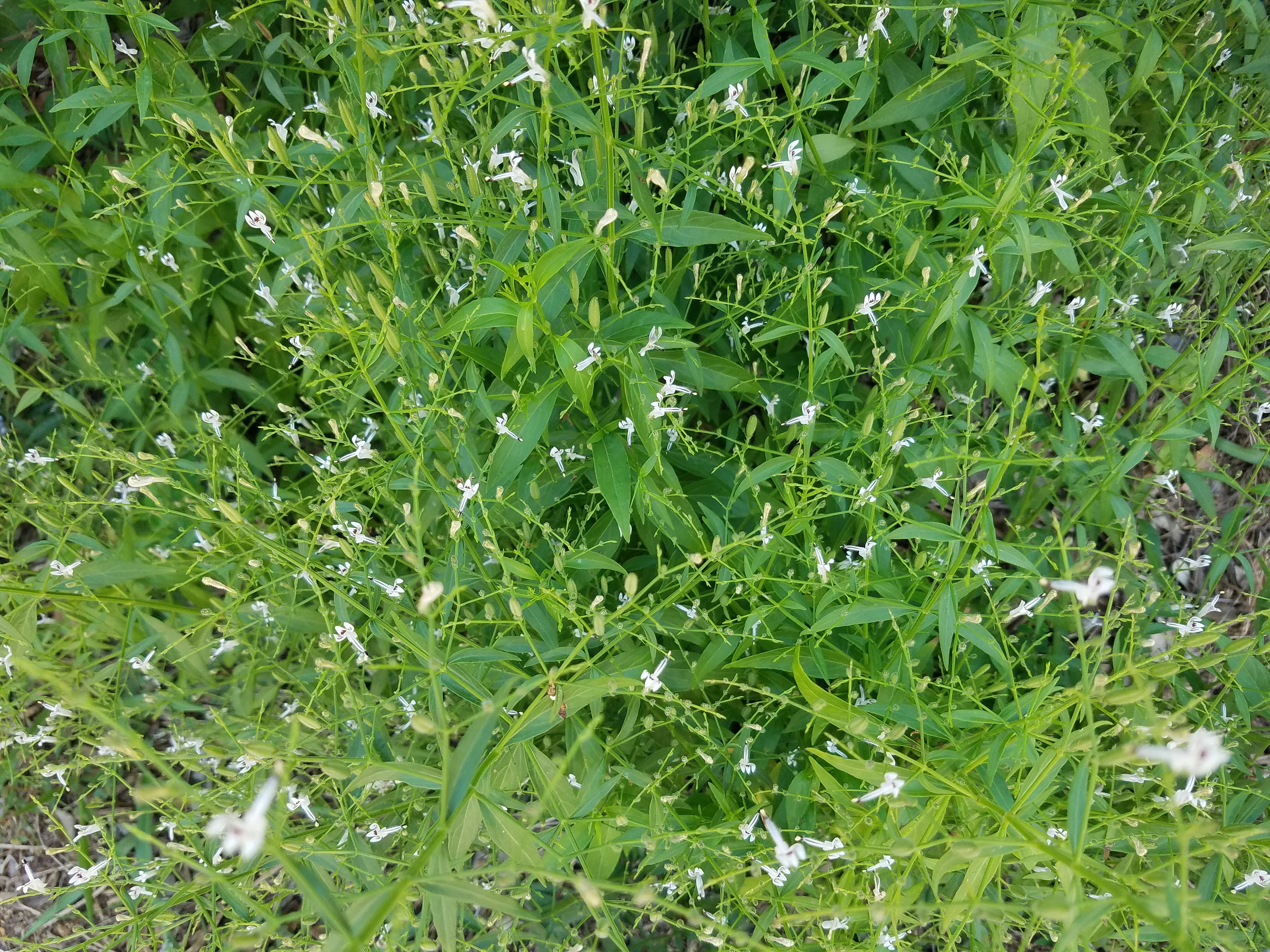 Andrographis Paniculata Whole Plant