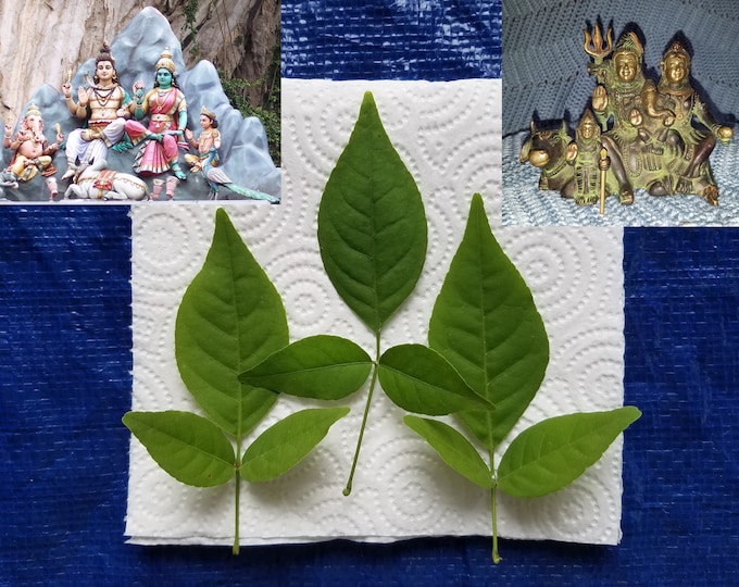 108 Bilva Patra LEAVES Aegle Marmelos Bael Bel Patra Bhagavan Shiva ...