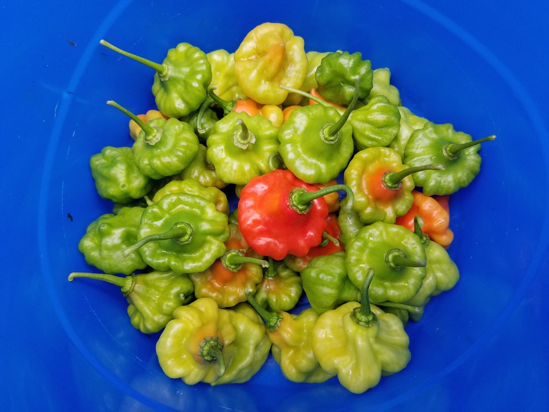 33 Fresh Cachucha Pepper Pods Sweet Tasty Mild Flavor Chili Rare ...