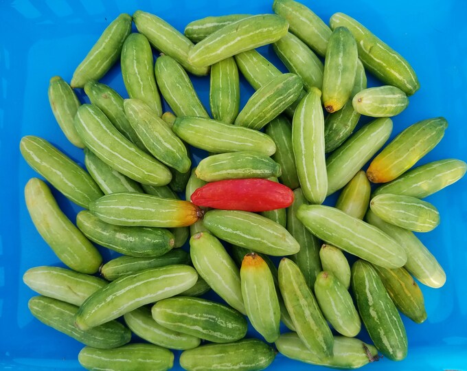 2 TINDORA Plant Rhizomes Aka Ivy Gourd Coccinia Grandis Scarlet Gourd ...