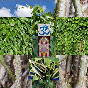1 Lb Fresh Giloy Cuttings Guduchi Tinospora Cordifolia Giloye Amrita ...