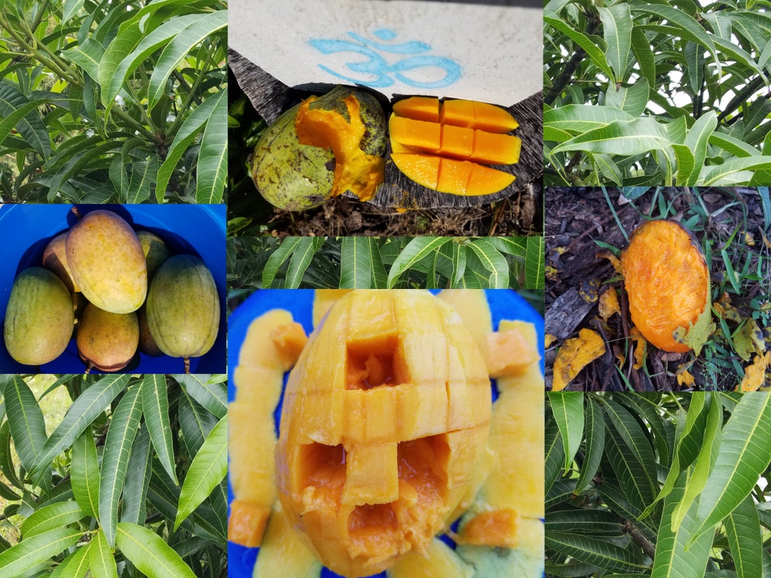 3 Fresh KESAR Mango Cuttings for Propagation Grafting Mangifera Indica ...