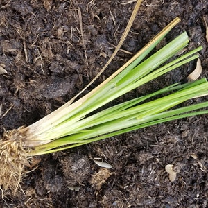 KUSA Sacred Kusha Bareroot Live Plant Desmostachya Bipinnata ...