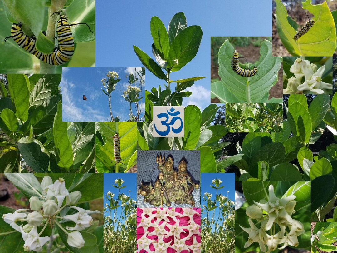 5 Cuttings Giant Milkweed Calotropis Gigantea Madar Shwetark Mudar Sacred Arka Aak Ayurveda ...