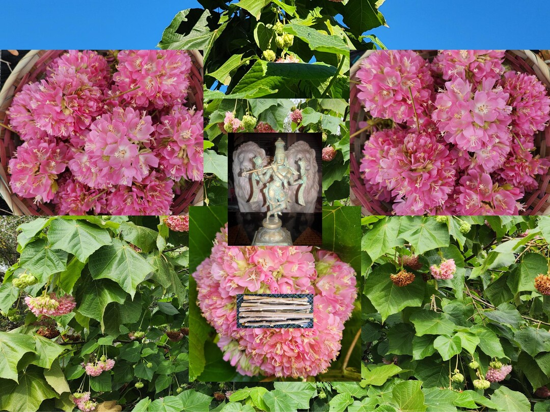 5 Dombeya Cuttings Tropical Hydrangea Pink Ball Fragrant Striking ...