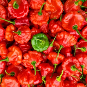 33 Fresh Cachucha Pepper Pods Sweet Tasty Mild Flavor Chili Rare ...