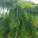 AMLA Live Plant Aka Emblica Officinalis Indian Gooseberry - Etsy