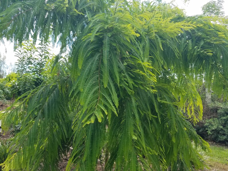 AMLA Live Plant Aka Emblica Officinalis Indian Gooseberry - Etsy