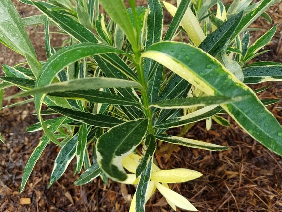 Nerium Oleander VARIEGATED Live Plant Aka KANER Flowering Pink | Etsy