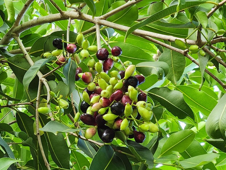 5 Jamun Cuttings Syzygium Cumini Jambolana Malabar Java Plum Jambul ...