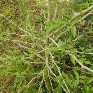 33 Bilva Patra LEAVES Aegle Marmelos Bael Bel Patra Bhagavan Shiva ...