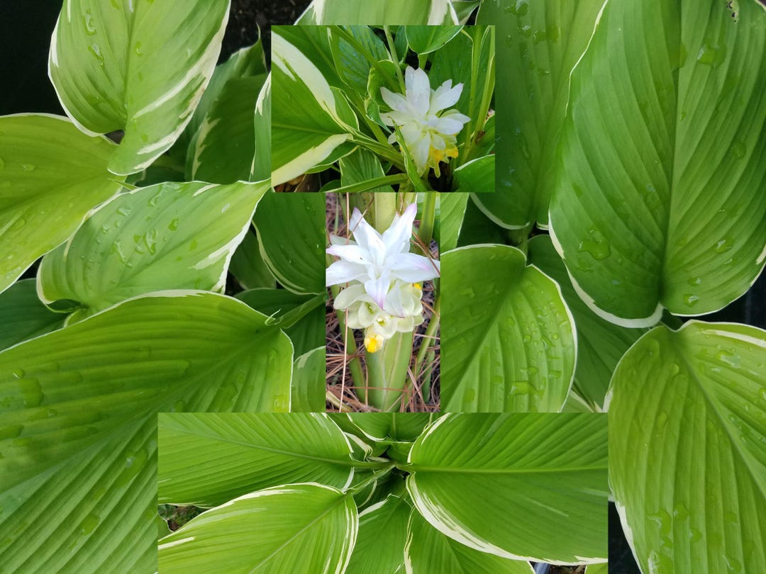 3 Variegated TURMERIC Rhizomes Curcuma Petiolata Queen Lily Puja Vivaha ...