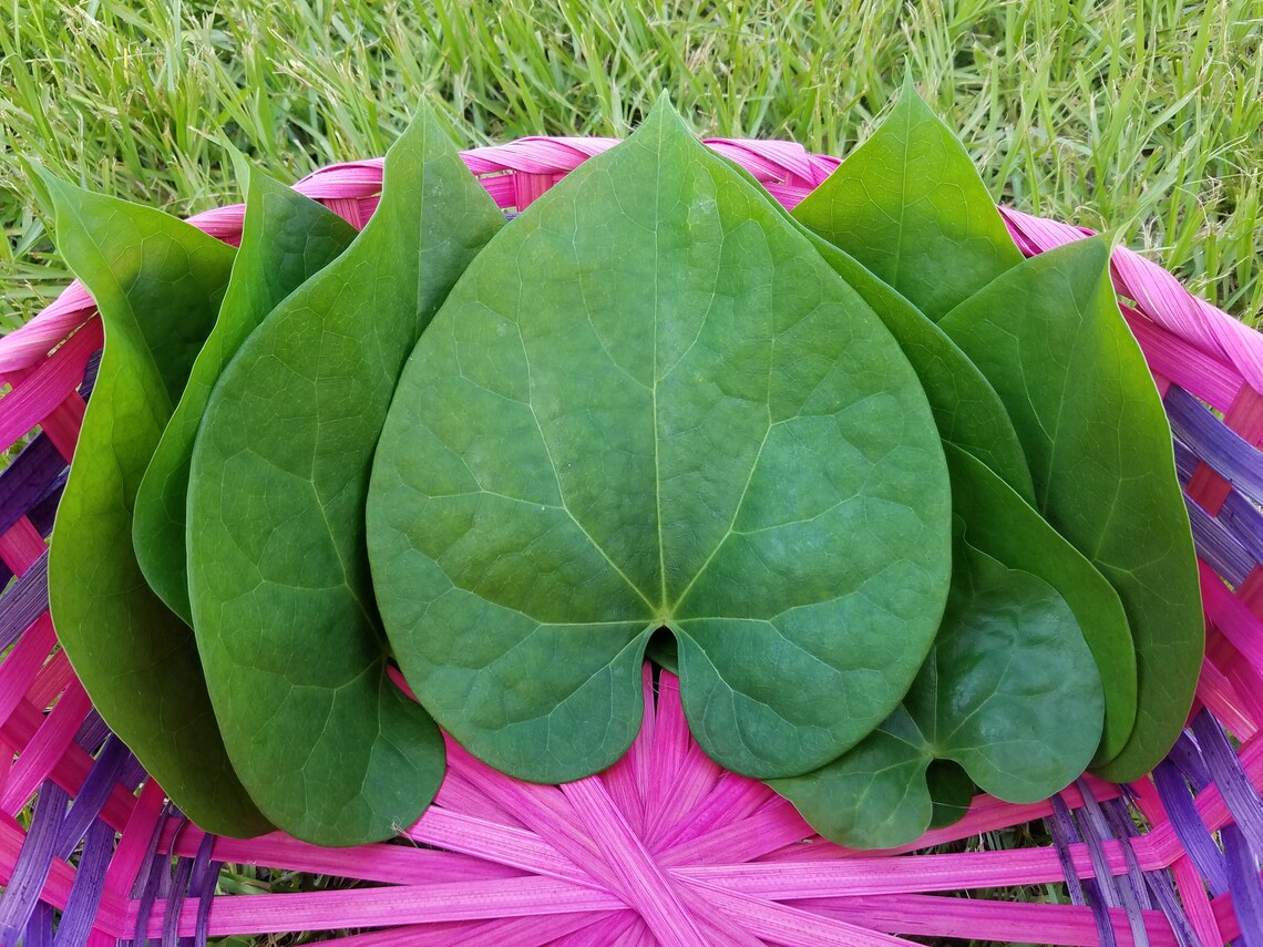 33 FRESH Giloy Leaves Guduchi Tinospora Cordifolia AyurVeda | Etsy