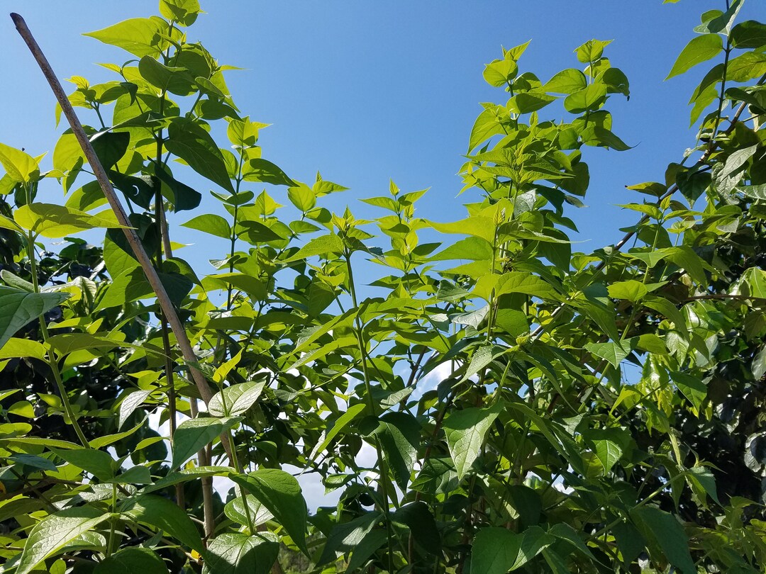 75 FRESH Parijata LEAVES Harshiangar Shiuli Parijat Nyctanthes Arbor ...