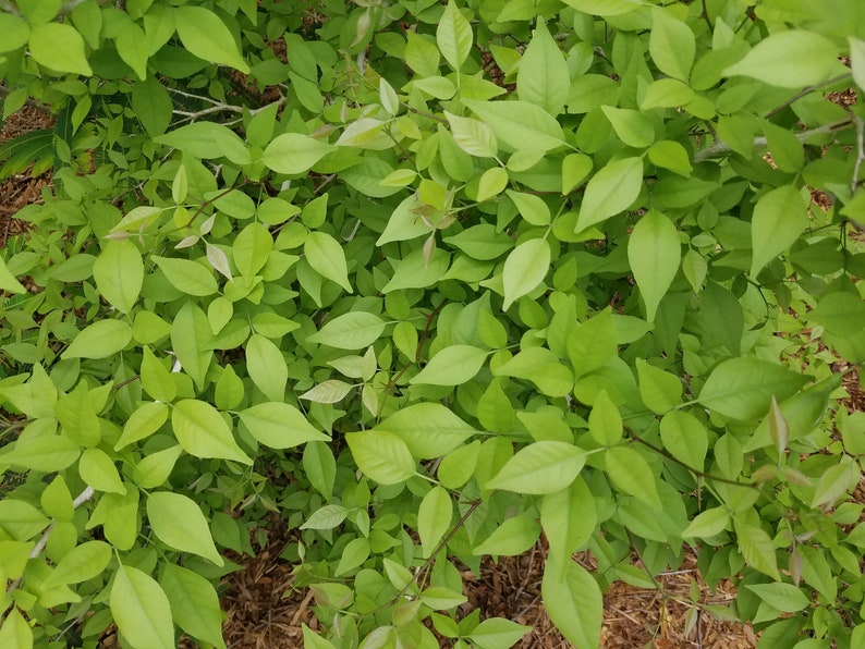 33 Bilva Patra LEAVES Aegle Marmelos Bael Bel Patra Bhagavan Shiva ...