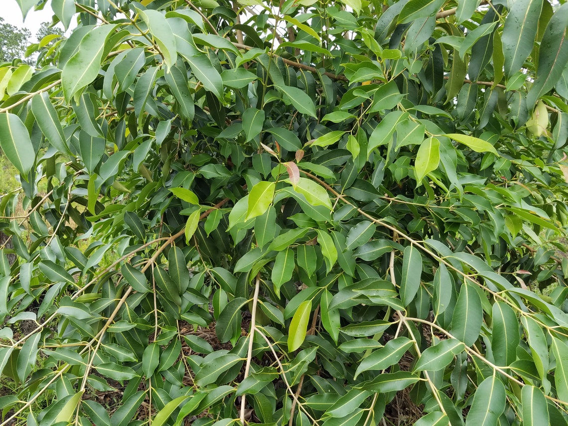 108 Fresh Jamun Leaves Syzygium Cumini Jambolana Malabar | Etsy