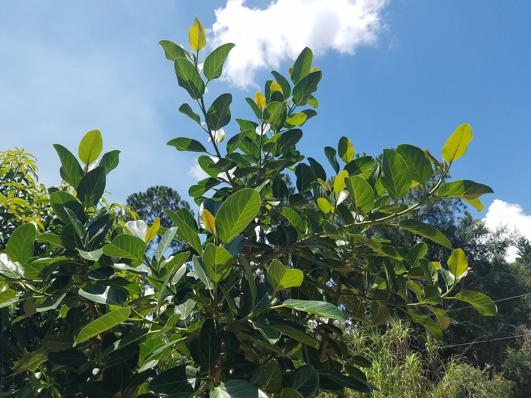 33 FRESH Banyan LEAVES Aka Vatapatra Ashvattha Ficus Benghalensis ...