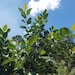 33 FRESH Banyan LEAVES Aka Vatapatra Ashvattha Ficus Benghalensis ...