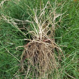 DOOB Sacred DHOOB Live Bareroot Plant Religious Ritual Durva Grass Lord ...