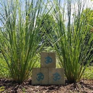 KUSA Sacred Kusha Bareroot Live Plant Desmostachya Bipinnata ...