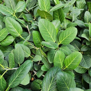 Banyan Live Plant Aka Ashvattha Ficus Benghalensis Upside Down Holy Fig ...