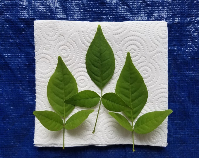 33 Bilva Patra LEAVES Aegle Marmelos Bael Bel Patra Bhagavan Shiva ...