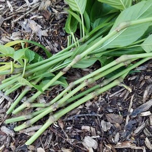 12 Justicia Cuttings Aka Mexican Honeysuckle Muitle MUICLE Ornamental ...