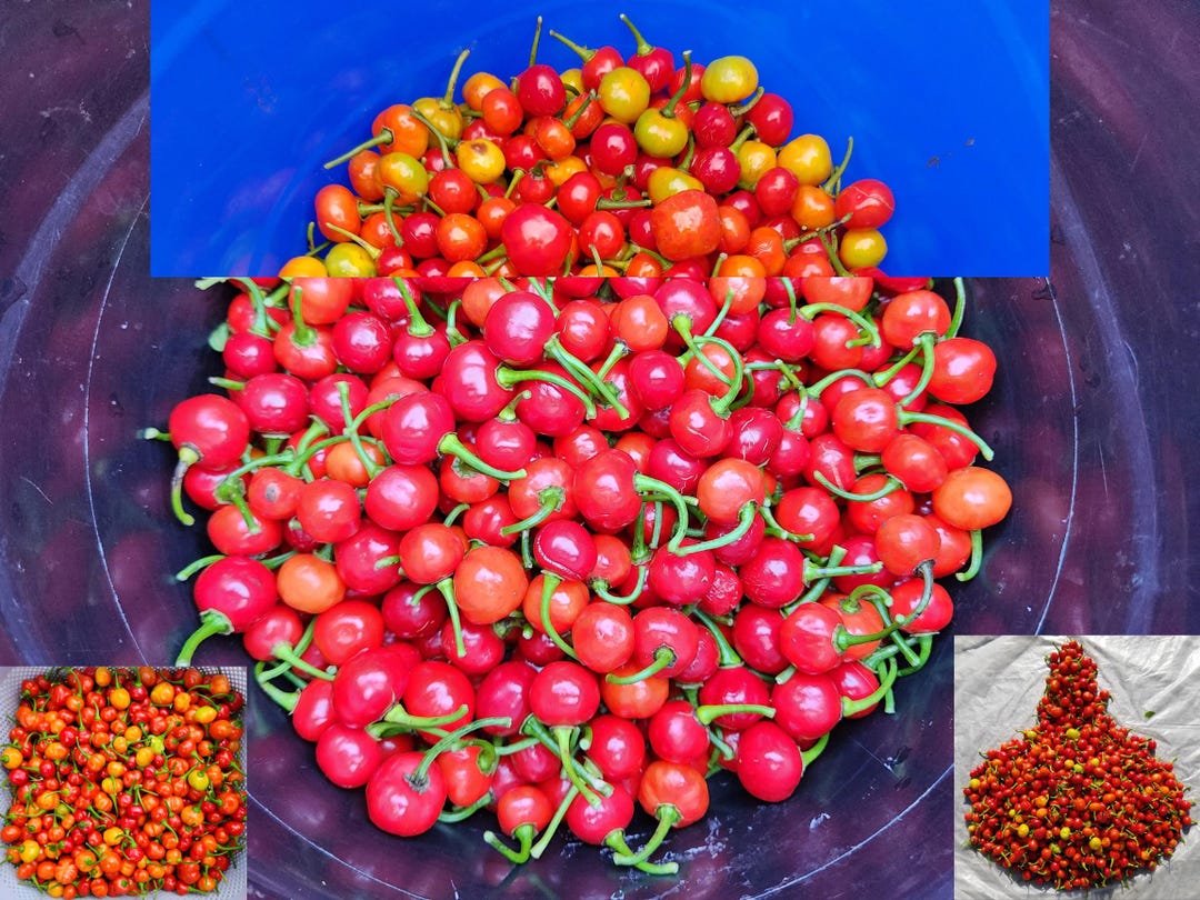 50 Wiri Wiri Pepper Seeds Capsicum Frutescens Alike Red Tepin Chiltepin ...