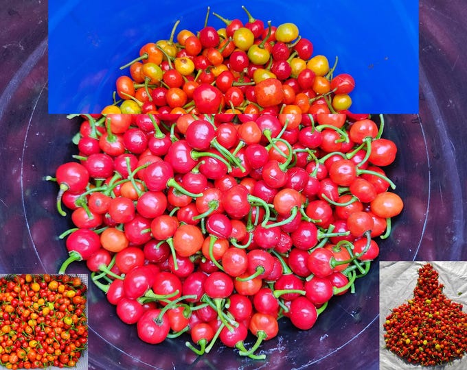 50 Wiri Wiri Pepper Seeds Capsicum Frutescens Alike Red Tepin Chiltepin ...