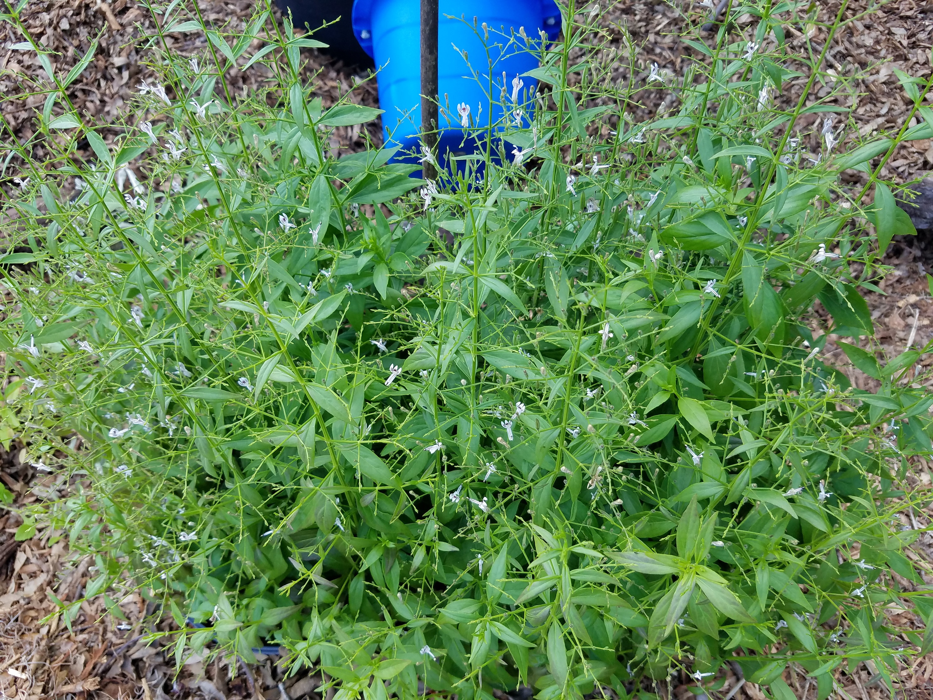 Plants Outdoor & Gardening 108 Fresh Andrographis Paniculata LEAVEs ...