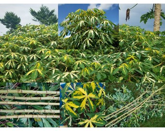 3 Golden YELLOW Cassava Cuttings for Growing New Plant Propagation ...