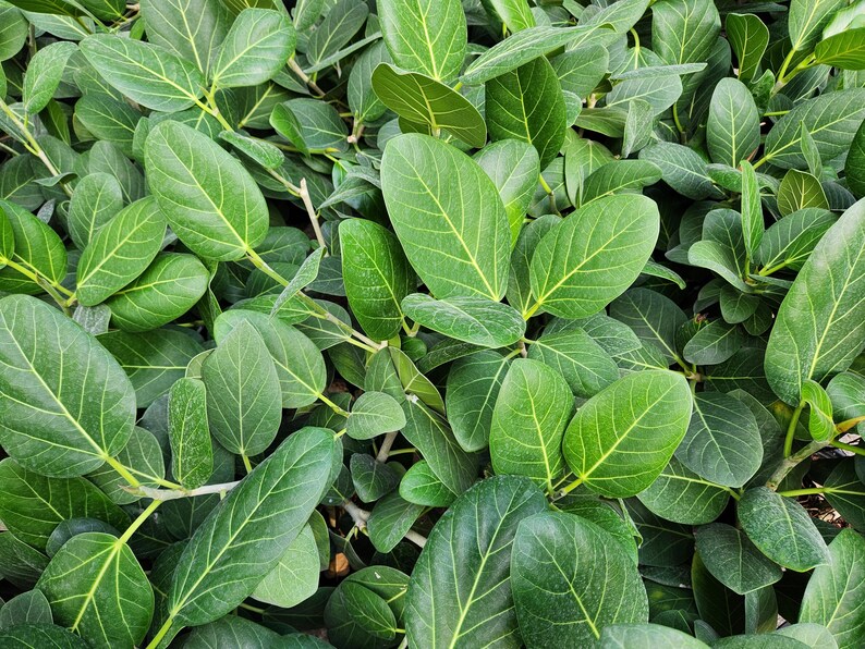 33 FRESH Banyan LEAVES Aka Vatapatra Ashvattha Ficus Benghalensis ...