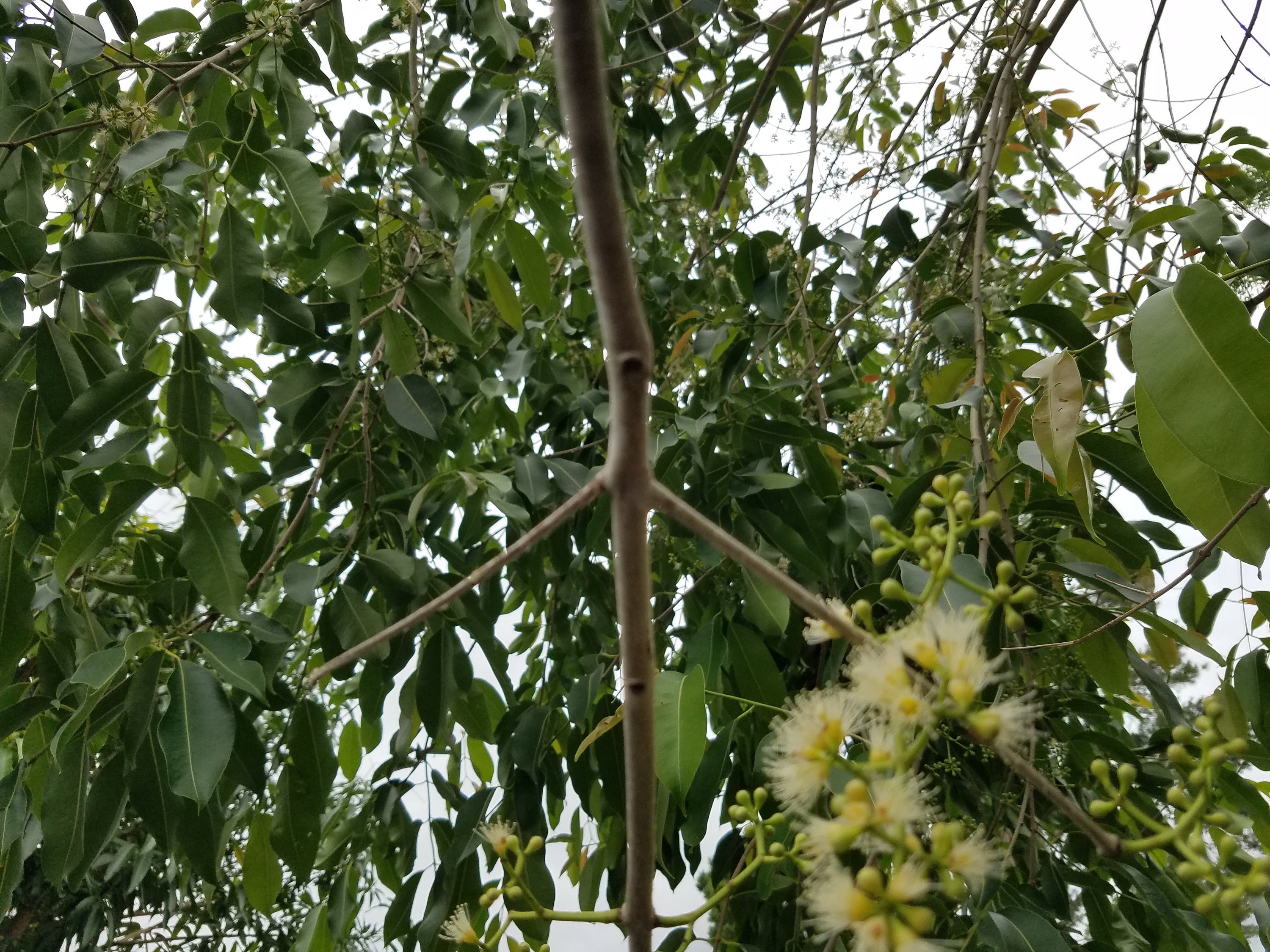 5 Jamun Cuttings Syzygium Cumini Jambolana Malabar Java Plum Jambul ...