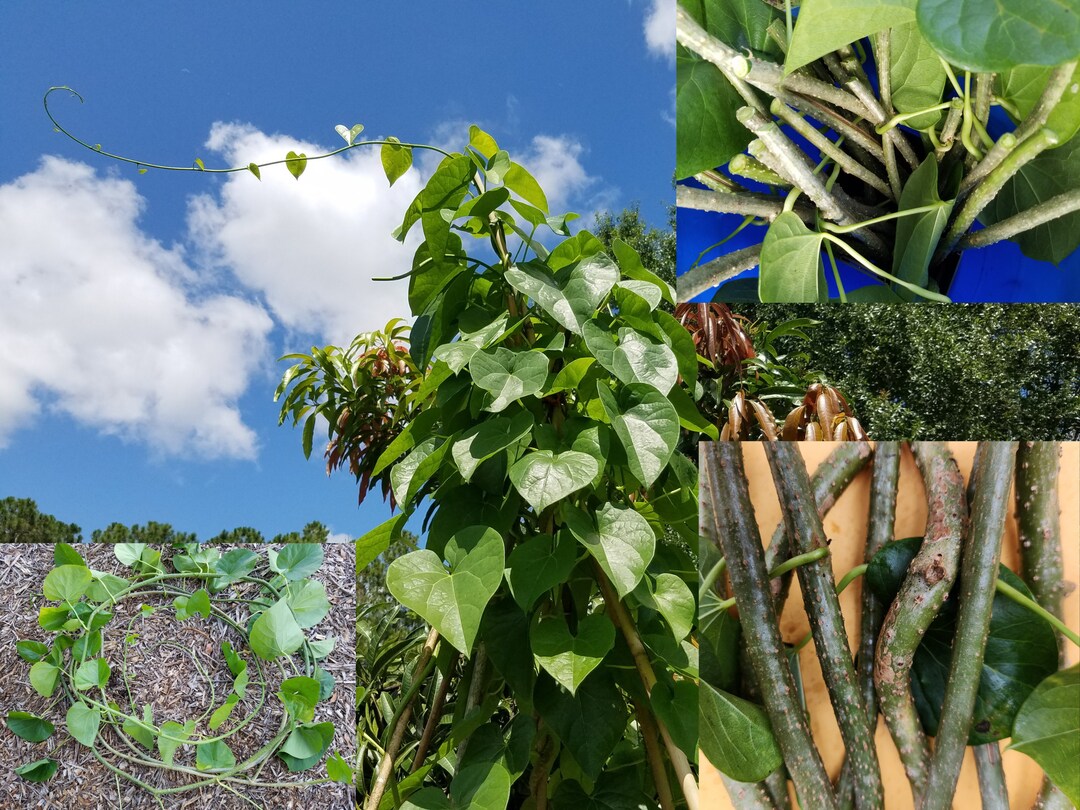 2.2 Lbs Fresh Giloy Cuttings Guduchi Tinospora Cordifolia Ayurveda ...