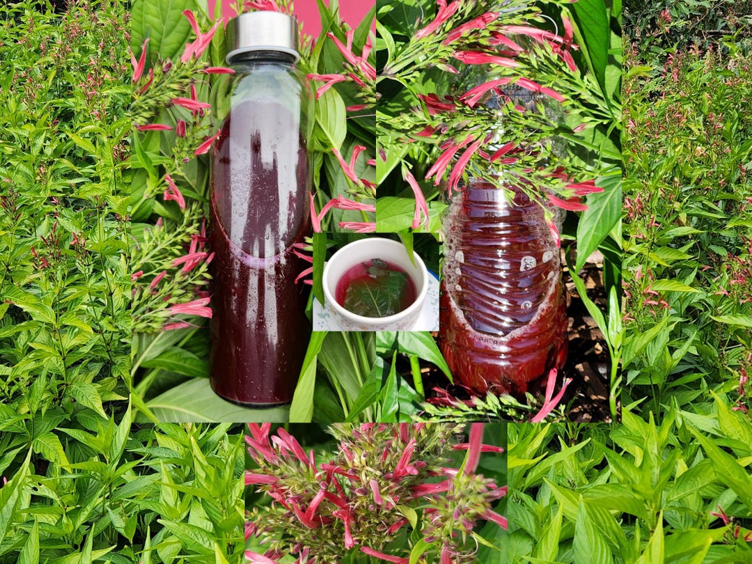 101 Fresh Leaves Justicia Spicigera Aka Mexican Honeysuckle Muitle ...