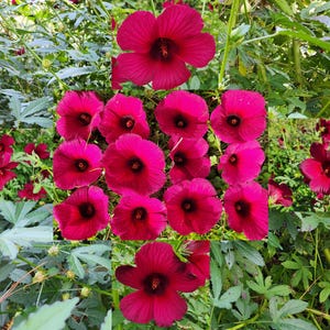 101 Green Stem Gongura Seeds Kenaf Hibiscus Puntikura Ambaadi Ayurveda ...