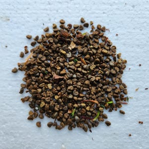 101 Green Stem Gongura Seeds Kenaf Hibiscus Puntikura Ambaadi Ayurveda ...