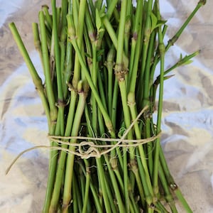 12 Justicia Cuttings Aka Mexican Honeysuckle Muitle MUICLE Ornamental ...