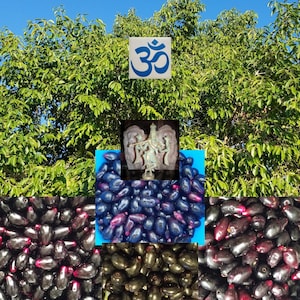 101 Fresh Jamun Leaves Syzygium Cumini Jambolana Malabar Indian Blackberry Java Plum Jambul ...